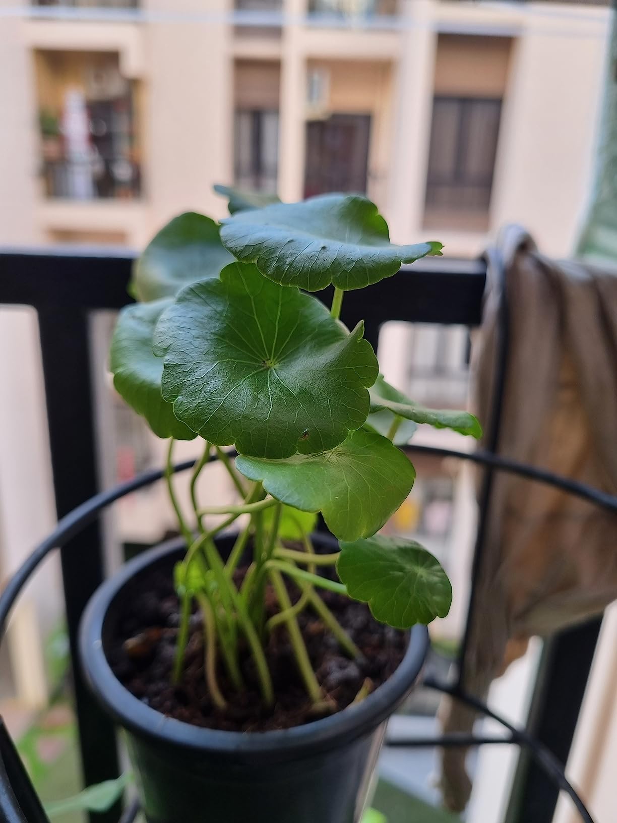 Desi Gardener Pilea Peperomioides Indoor Plants for Living Room ...