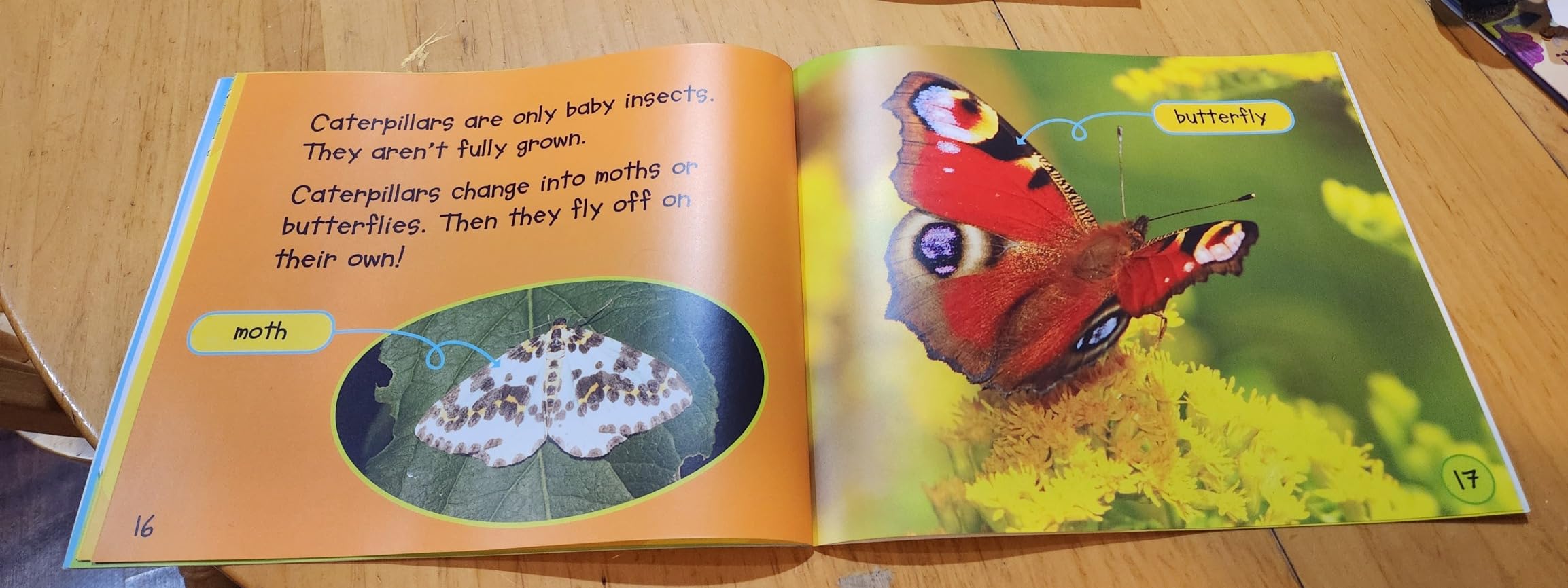 Amazon.com: Caterpillars (Creepy Critters): 9781410948175: Rissman ...