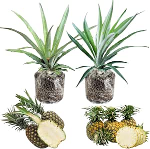 Amazon.com : 2 Pineapple Plants Live 4 to 7 Inch Tall, Sweet Pineapple ...
