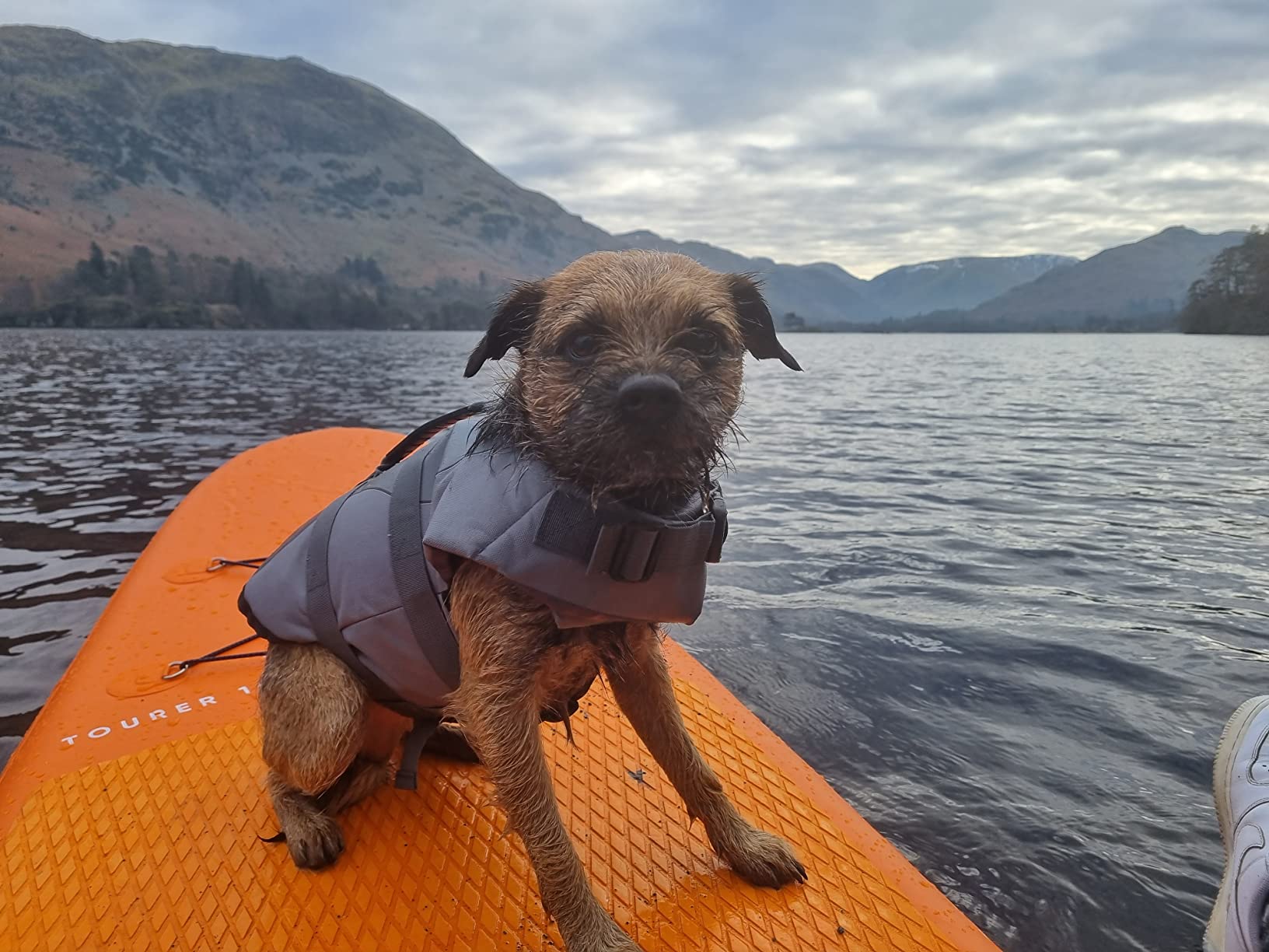 COVVY Dog Life Jackets Pet Floatation Life Vest Shark Dog Saver Life ...