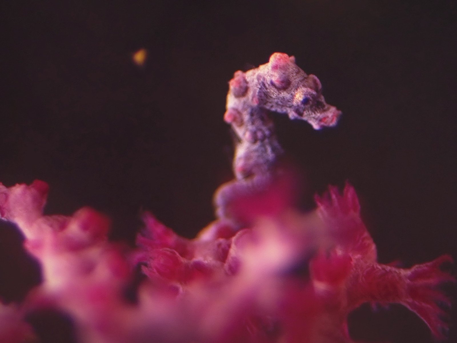 Watch Deep Look - Season 1 | Prime Video