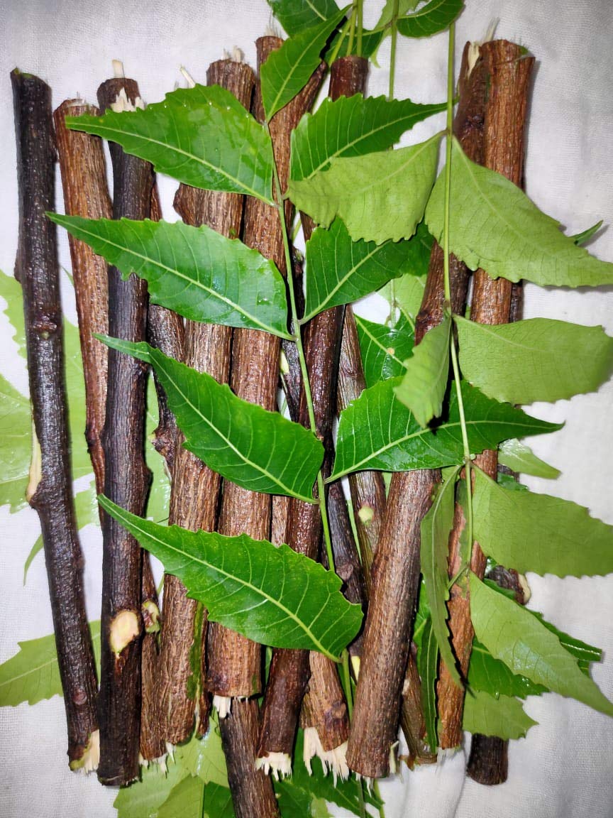 Ray_Enterprise Organic Fresh Quality Neem Chew 20 Sticks Datun For ...