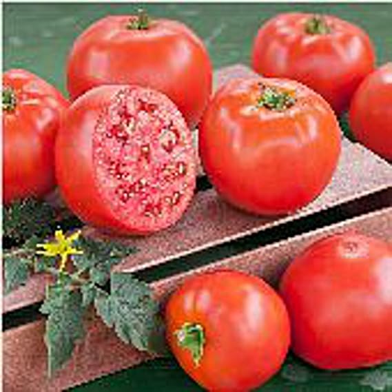 Amazon.com : Goliath Tomato (Original) Seeds (45 Seeds) Seeds for ...