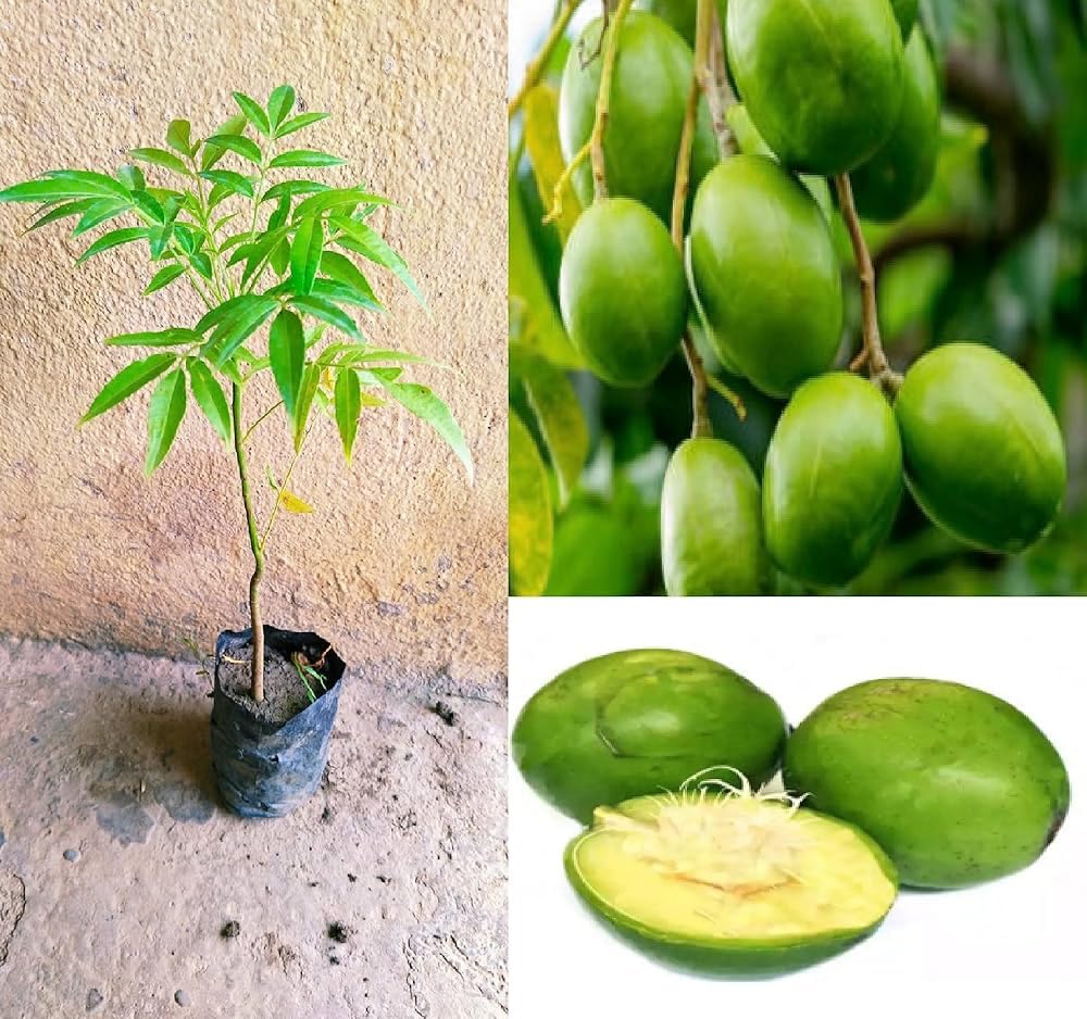 Thai grafted sweet amra plant (pack of 1) : Amazon.in: Garden & Outdoors