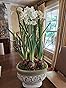 Amazon.com: Sullivans Paperwhite Flower with Bulb Stem 20", White ...