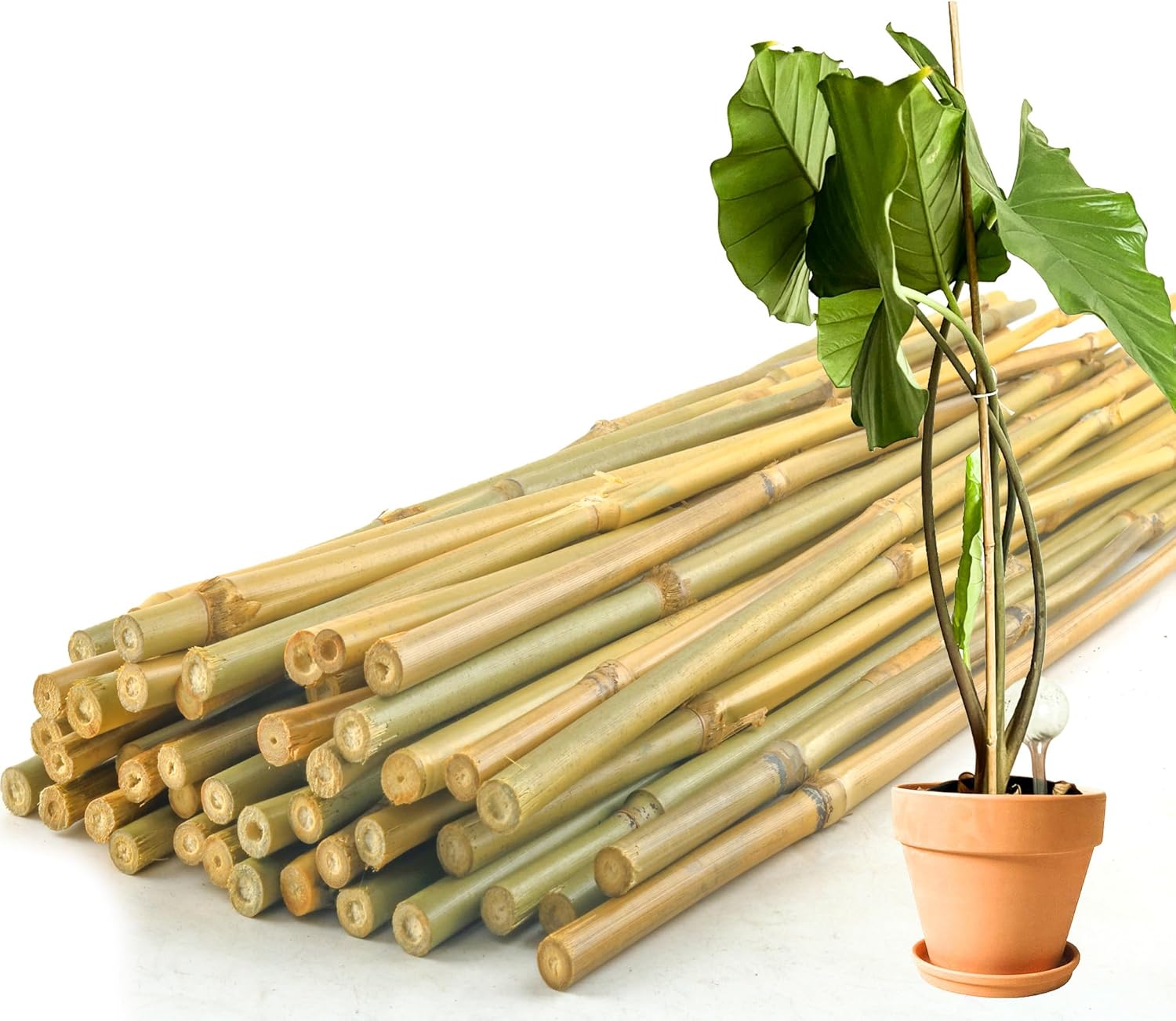 Amazon.com: 50Pcs Bamboo Plant Stakes for Indoor Outdoor Plants, 0.32 ...
