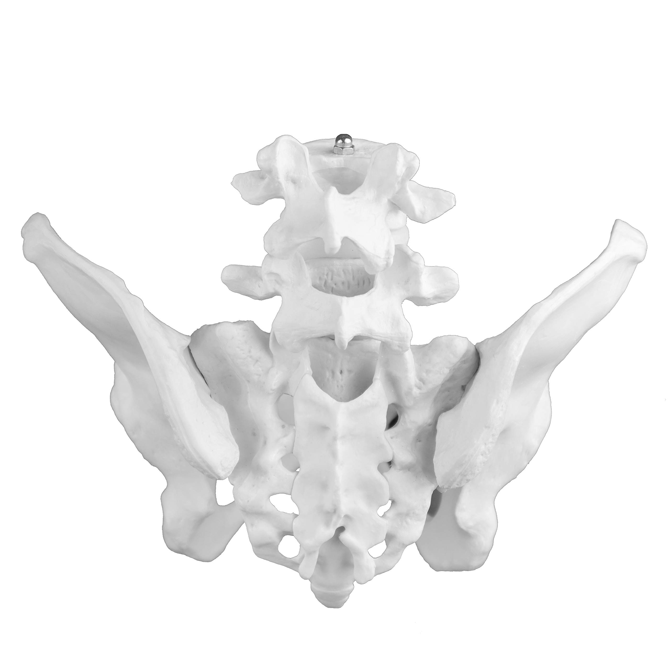 Buy Vision Scientific VAP217 Female Pelvis with 4th & 5th Vertebrae ...