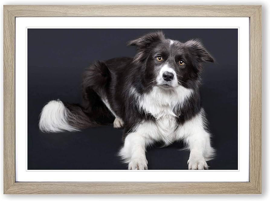 Bordercollie Kunst Border Collie Puppies Art Card / Greetings Card