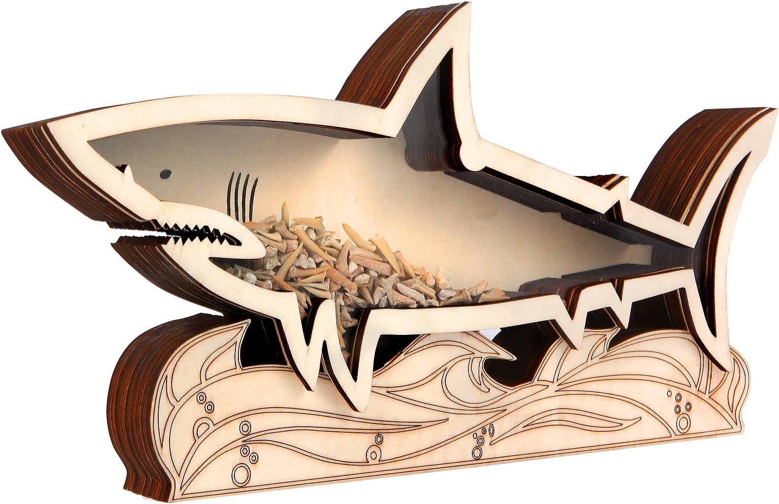 Amazon.com: Shark Tooth Display Case 14 Inch Wooden – Large Shark Tooth ...