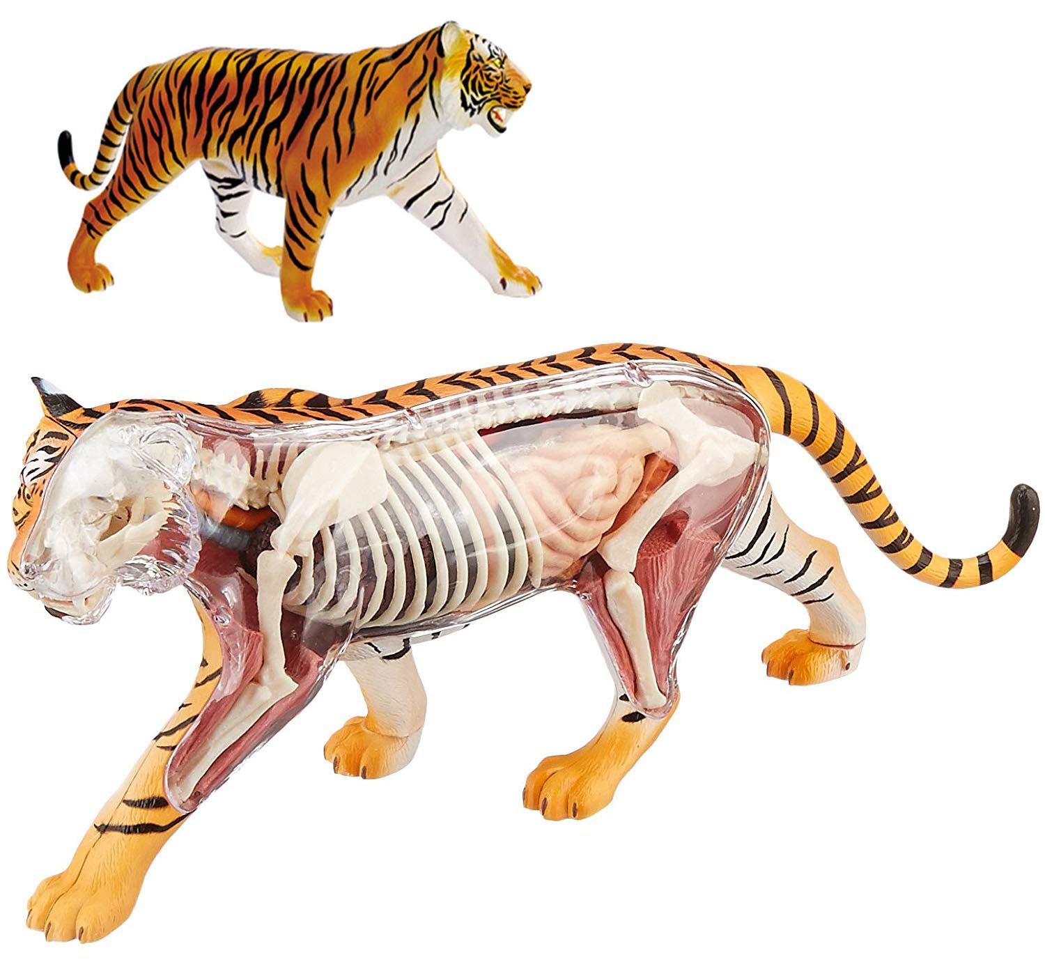 Clipart Torso Tiger