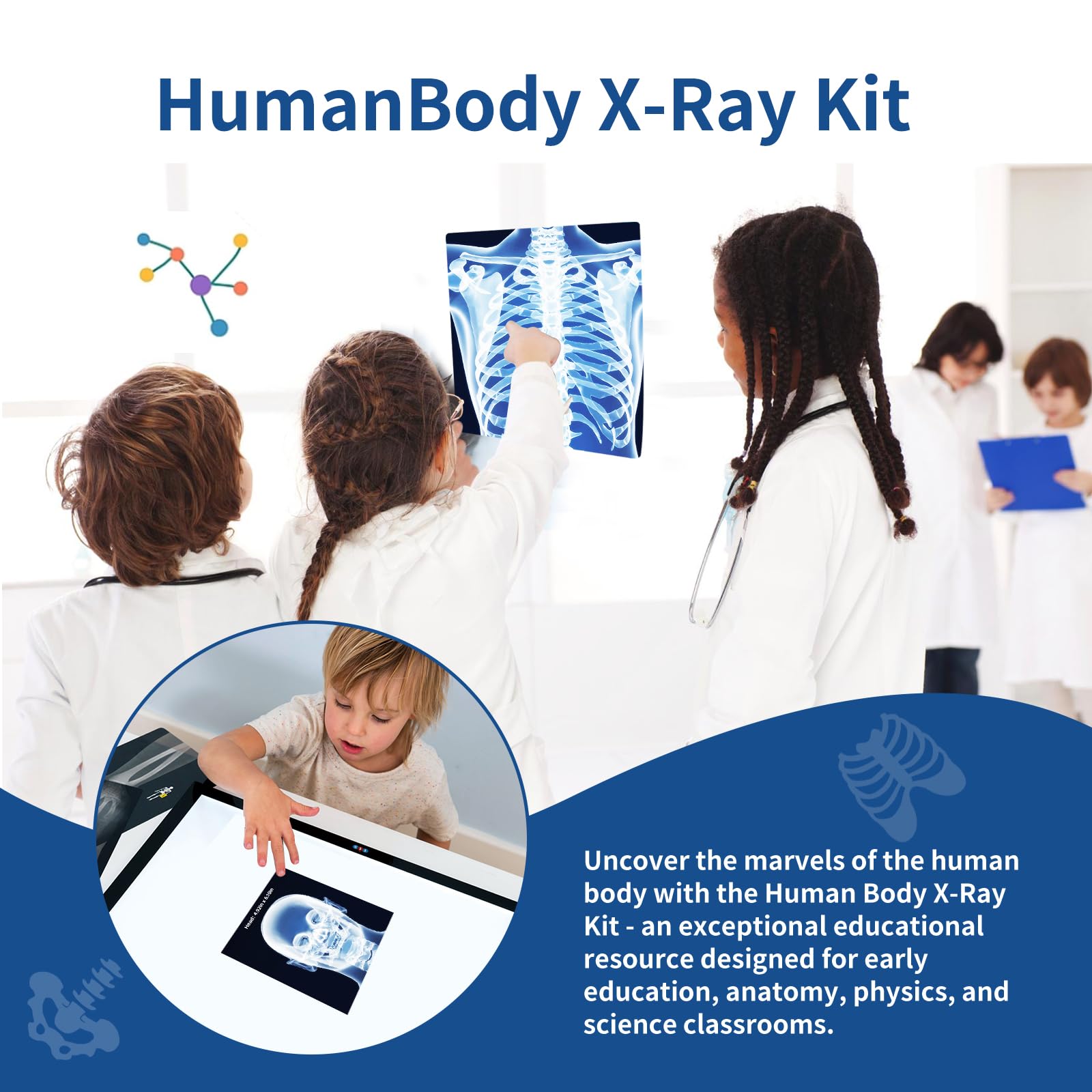 Snapklik.com : Yichushisu Lifelike Human Body X-Ray Puzzle Kit ...