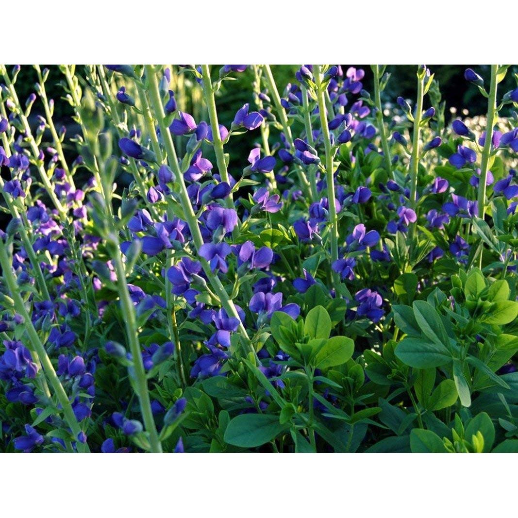 Amazon.com : Blue Wild Indigo Seeds (20 Seed Pack) : Patio, Lawn & Garden