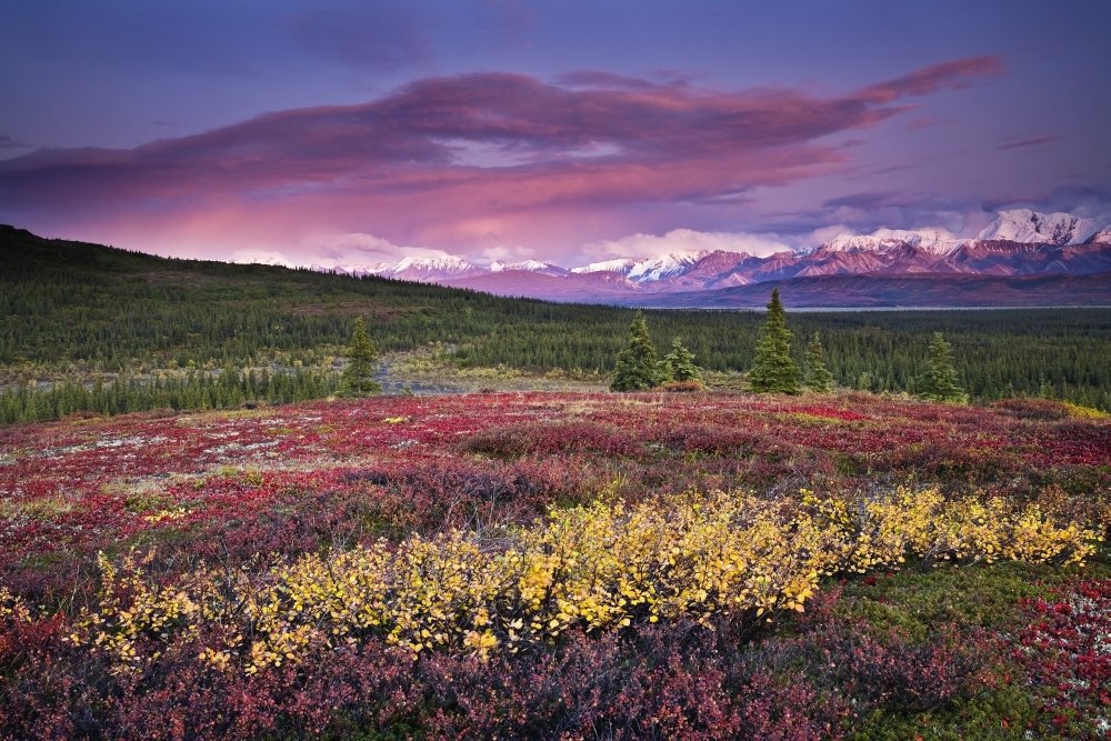 Alpine Tundra Landscape