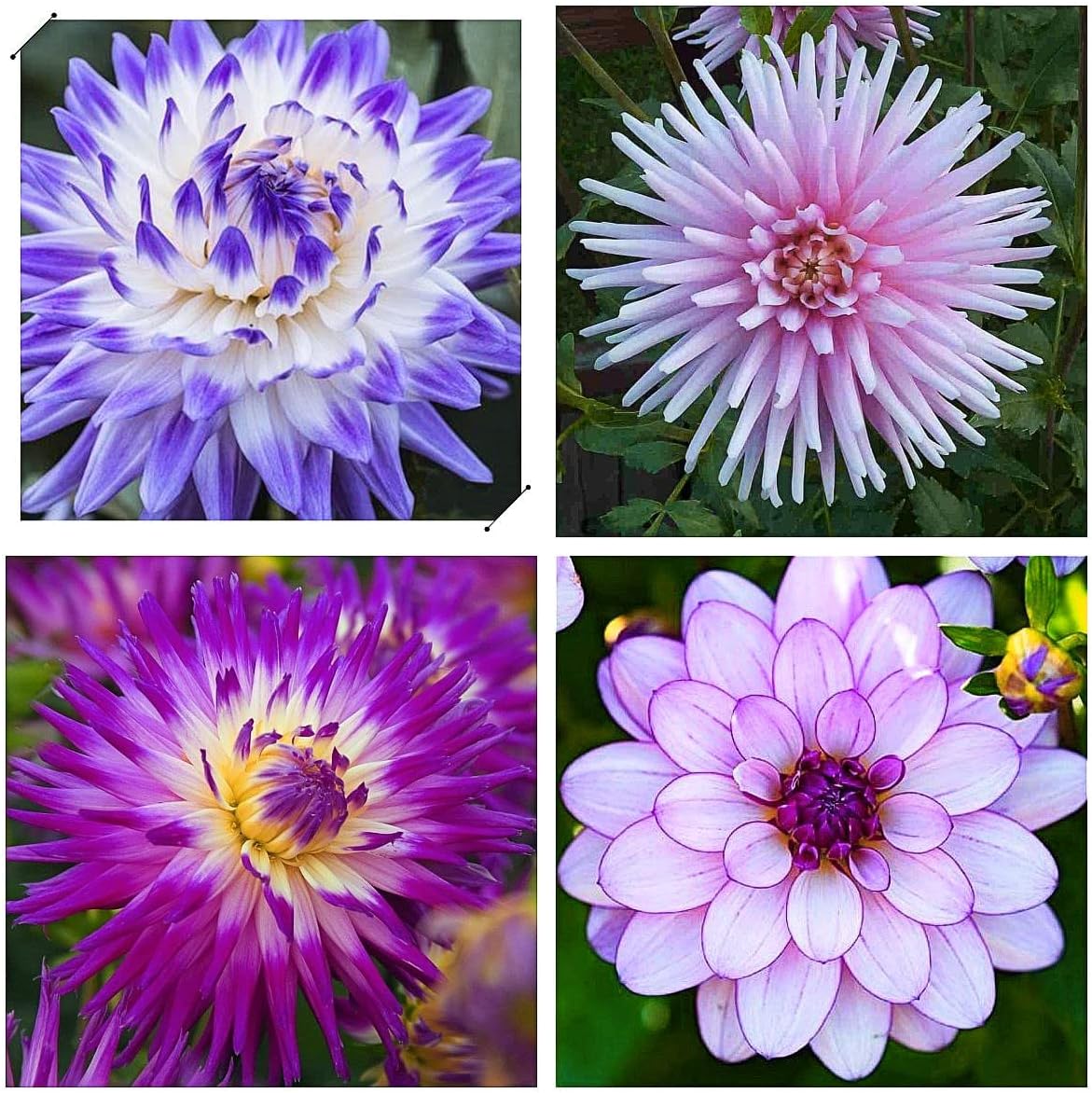 Dahlia Tubers UK Hardy,Rare Plants,Perfect Cut Flowers,Garden Flowers ...