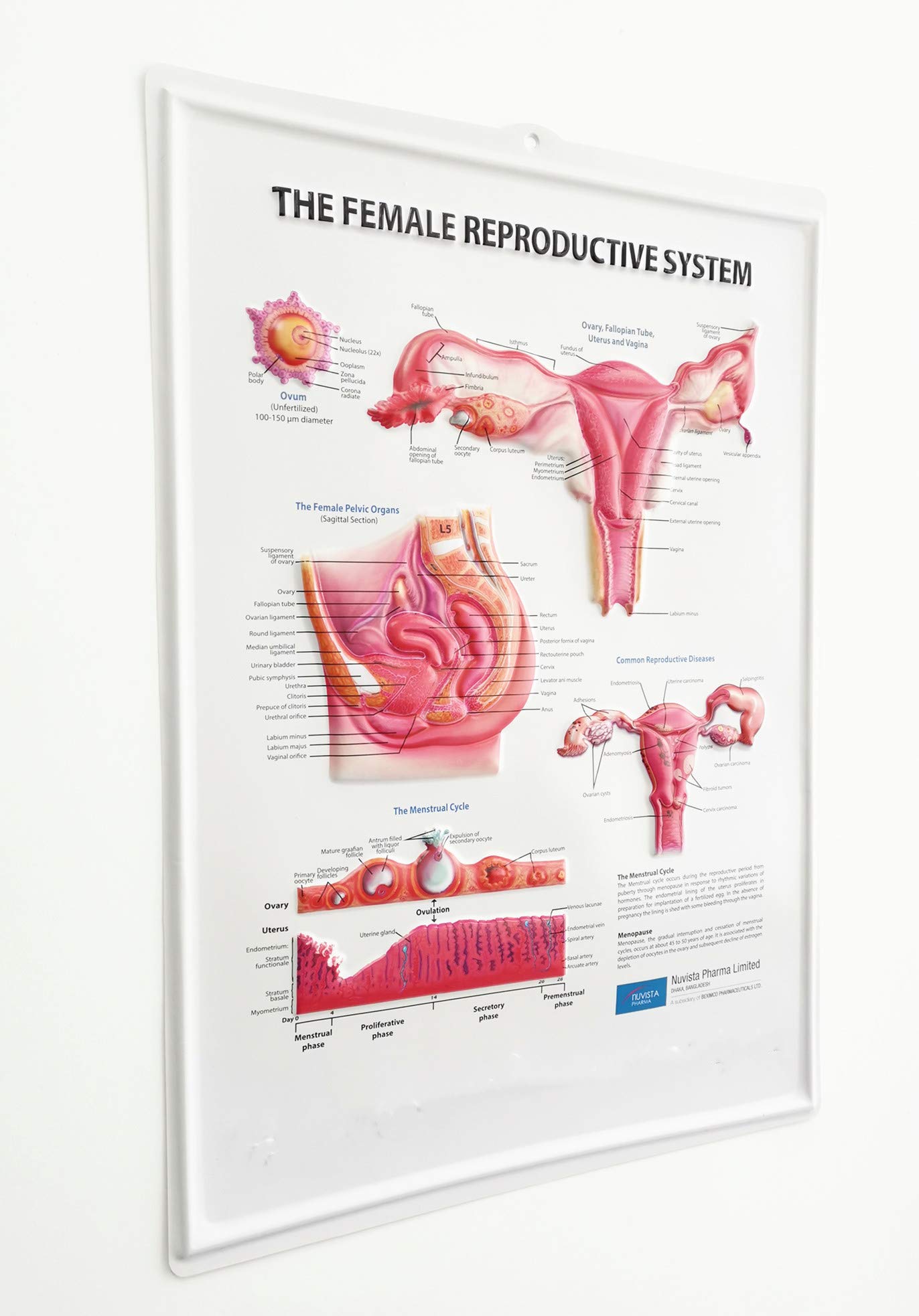 Human Female Reproductive System Parts And Functions Female