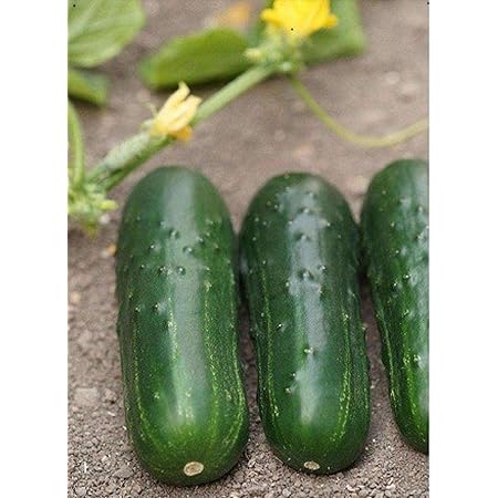 Amazon.com : Tyria F1 Hybrid Cucumber Seeds : Patio, Lawn & Garden