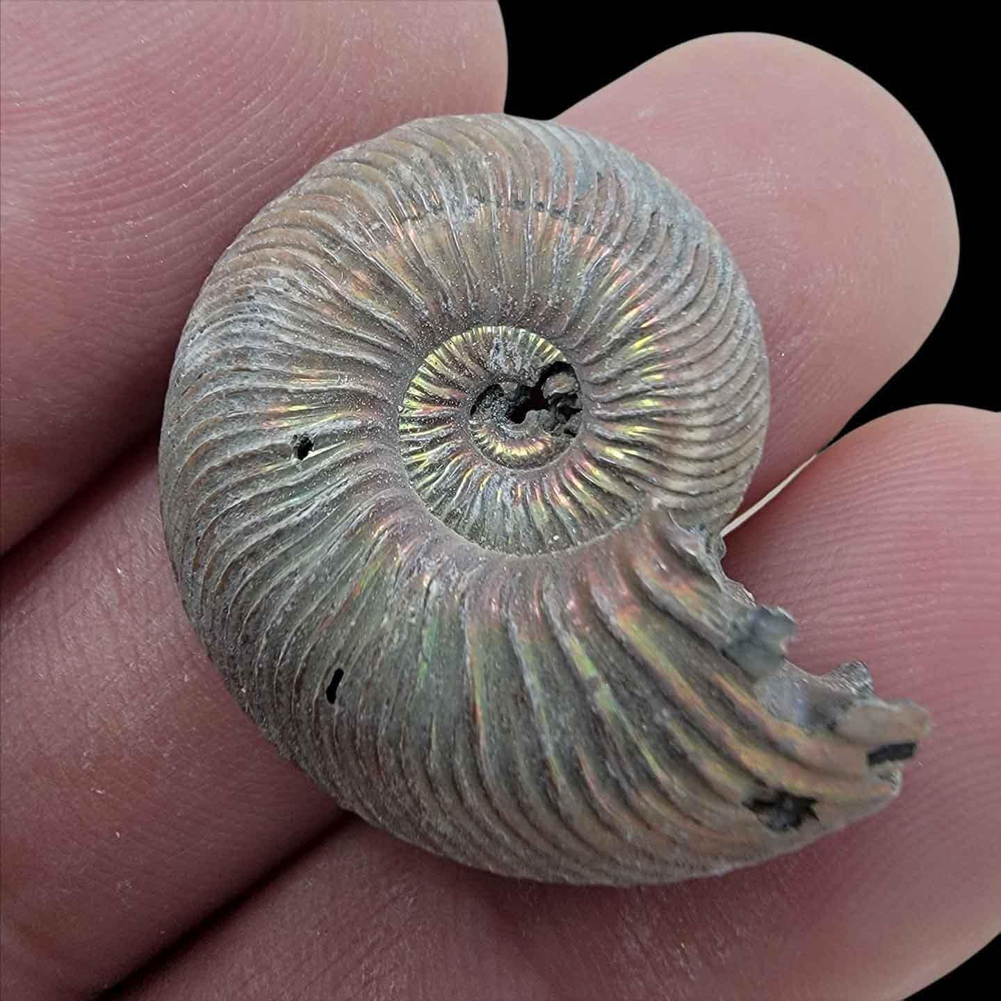 Amazon.com: Pyritized Ammonite Fossil! Jurassic Period Fossil ...