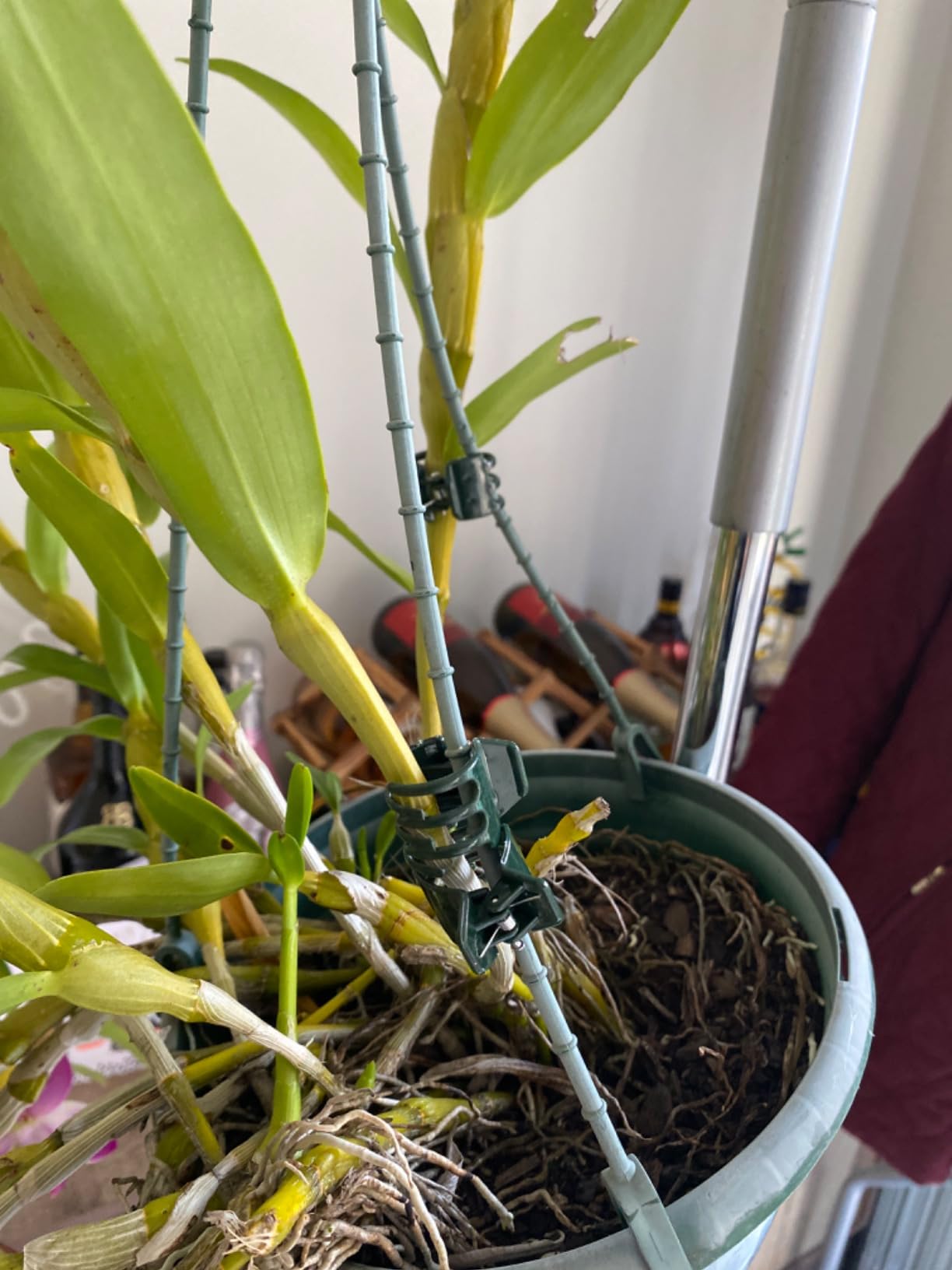 BEADNOVA Plant Clips 50Pcs Large Orchid Clips for Orchid Support Plant ...