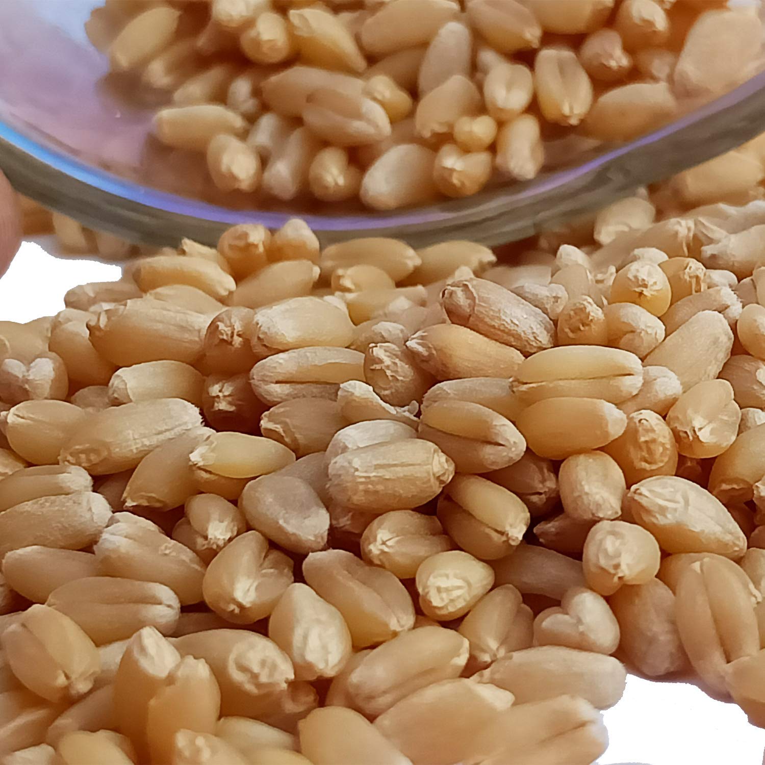 Seven Star Natural Mp Sharbati Wheat - 18 Kg | Gehu : Amazon.in ...