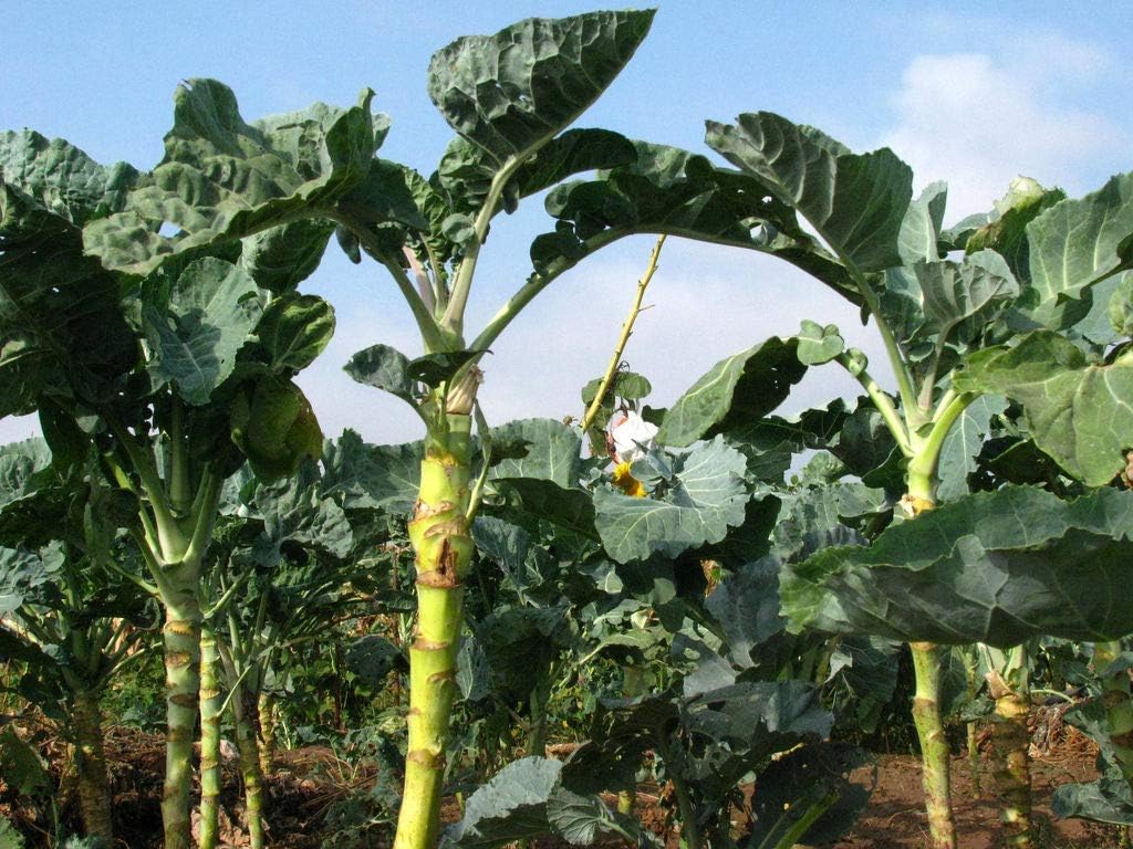 100% Portuguese Walking Stick Cabbage Kale 250 Couve Galega Year 2018 ...