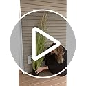 Amazon.com: KOL Artificial 5ft 2-Pack Horsetail Reed Grass, 59in Tall ...