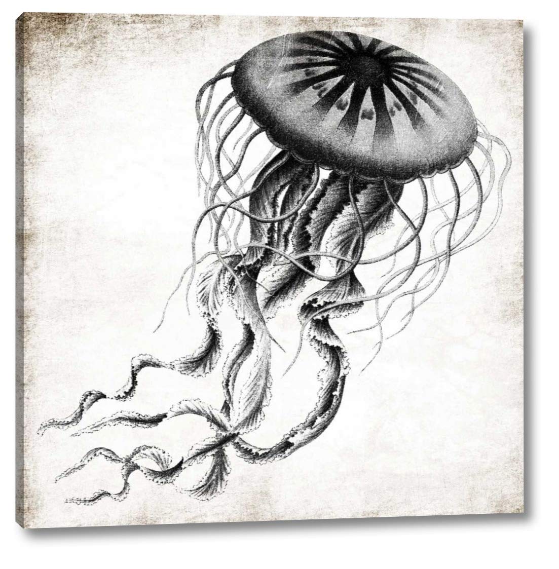 Jellyfish Pencil Drawing
