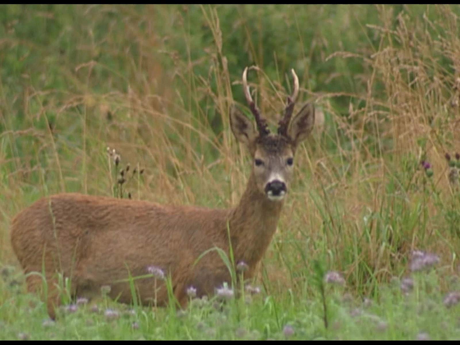 Watch Girls Hunting - Season 1 | Prime Video