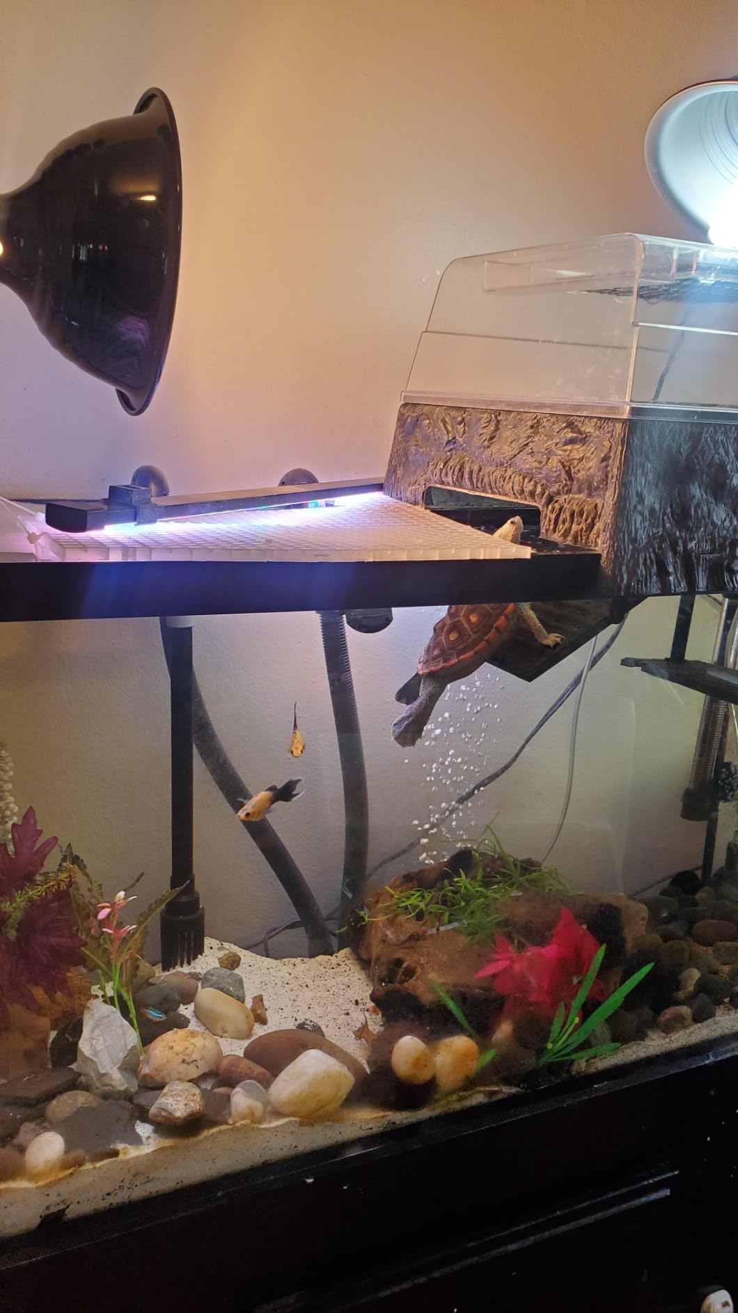 $9/mo - Finance PENN-PLAX Reptology Turtle Topper – Above Tank Basking ...