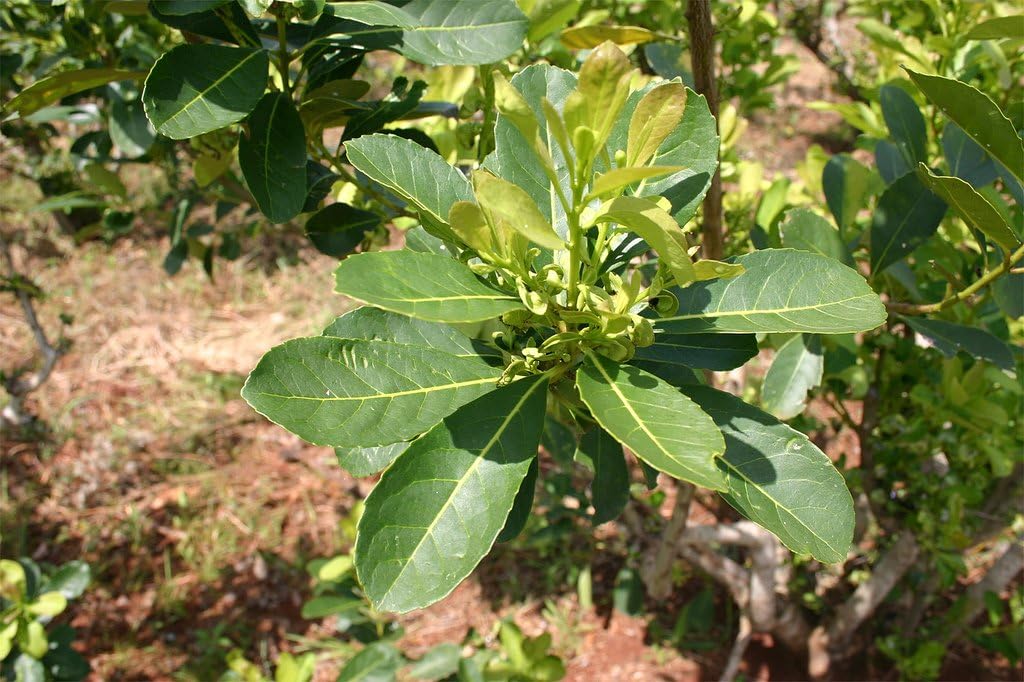 Amazon.com: 10 Yerba Mate Seeds (Ilex paraguariensis) : Electronics