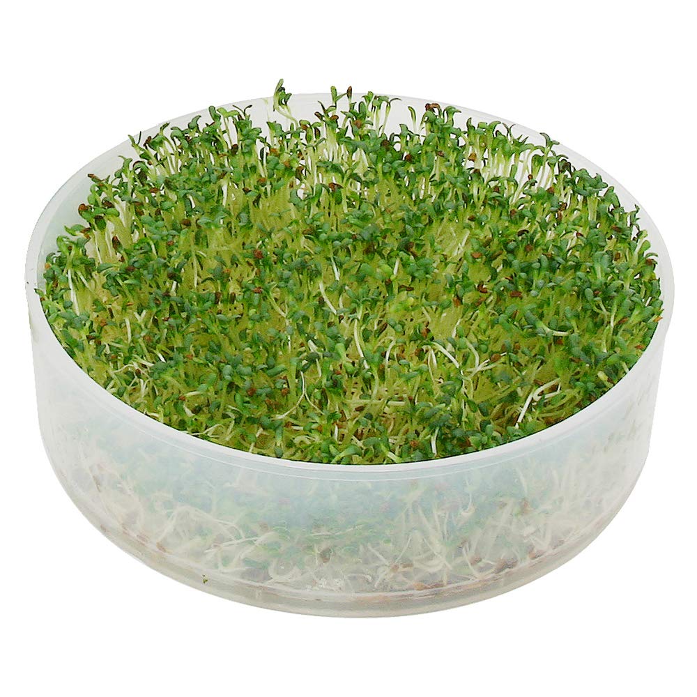 Snapklik.com : Victorio VKP1014 4-Tray Kitchen Seed Sprouter