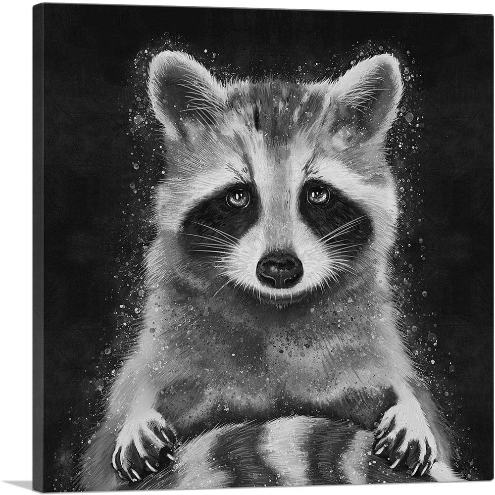 Raccoon Black And White