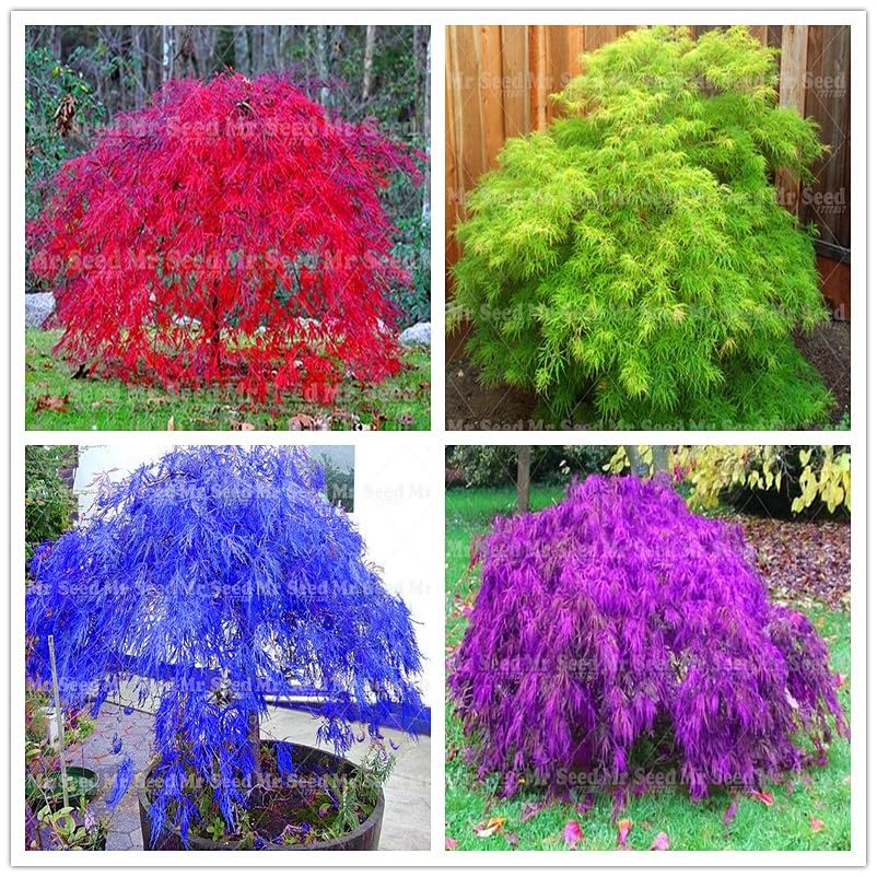 10pcs Rare Dwarf Weeping Japanese Maple Tree Plant Garden Japanese