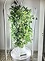 Amazon.com : General Hydroponics Rapid Rooter Plant Starters, 50 Plugs ...
