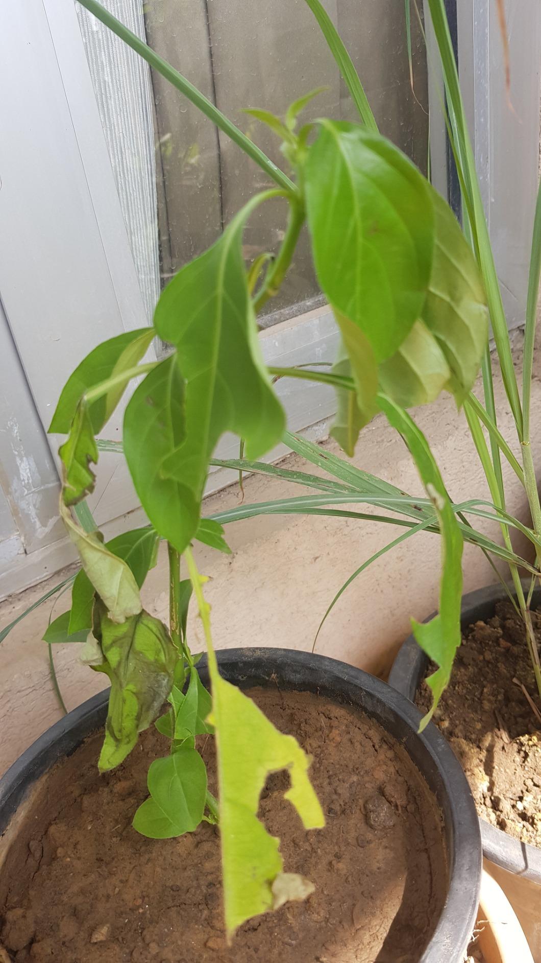 ROOKHRAJ PAUDHSHALA Vajradanti Live Plant वज्रदंती, Katsaraiya ...