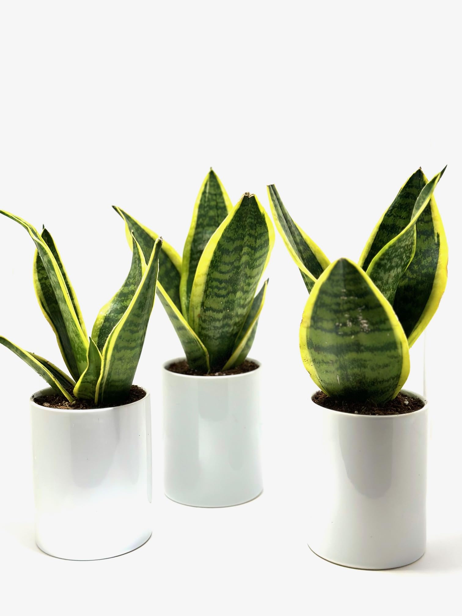 Amazon.com : Generic 3 Pack of Superba Snake Plants in 4 inch White ...
