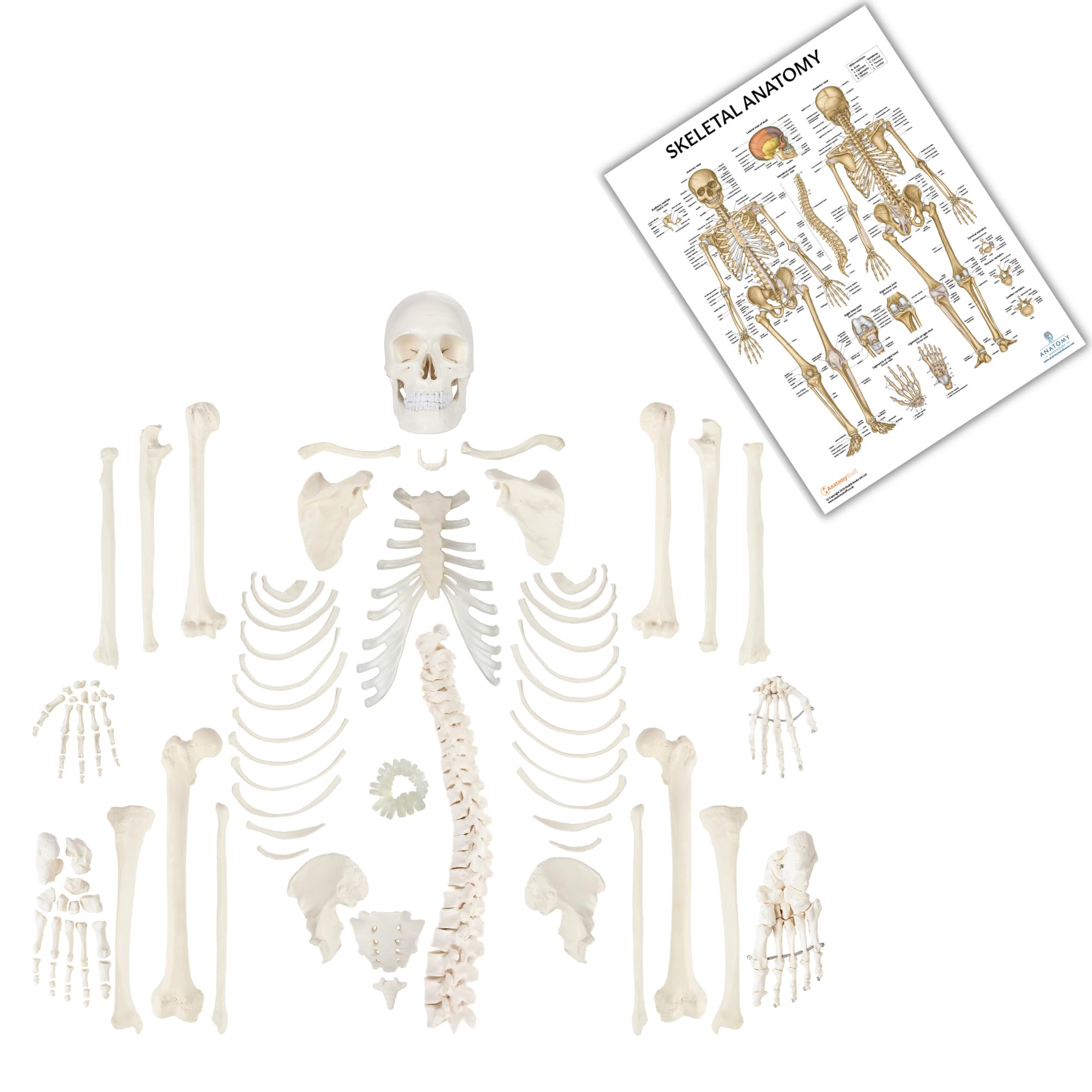 Buy Axis Scientific Disarticulated Human Skeleton Model, 3 Part Human ...