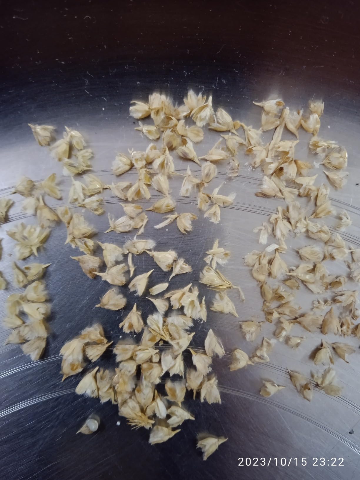 Amazon Brand - Vedaka Unpolished Pearl Millet | 750 G | Bajra/Sajje ...