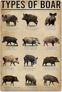 Amazon.com: Boar Knowledge Metal Tin Sign Vintage Types Of Boar Retro ...