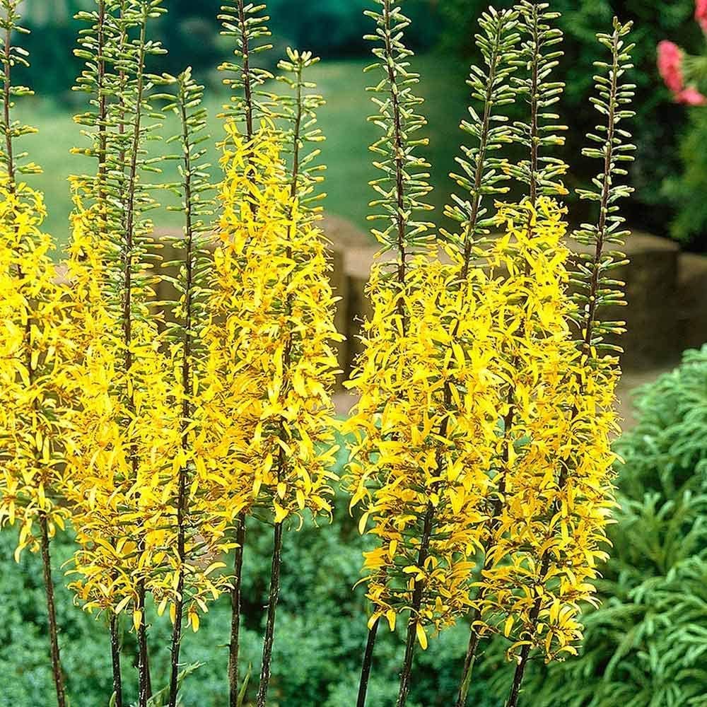 Amazon.com : MITRAEE 100pcs ligularia przewalskii Plant Seeds : Patio ...