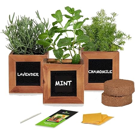 Amazon.com : Indoor Herb Growing Kit - Herbal Tea Plants Included in ...