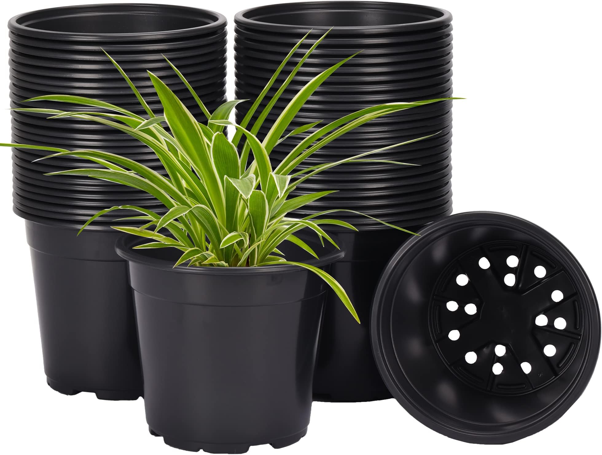 Amazon.com: 8" Mum Pot - Black Plastic - 25 Count - Landmark Plastics ...