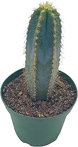 Amazon.com : BubbleBlooms Blue Columnar Cactus, Pilosocereus ...