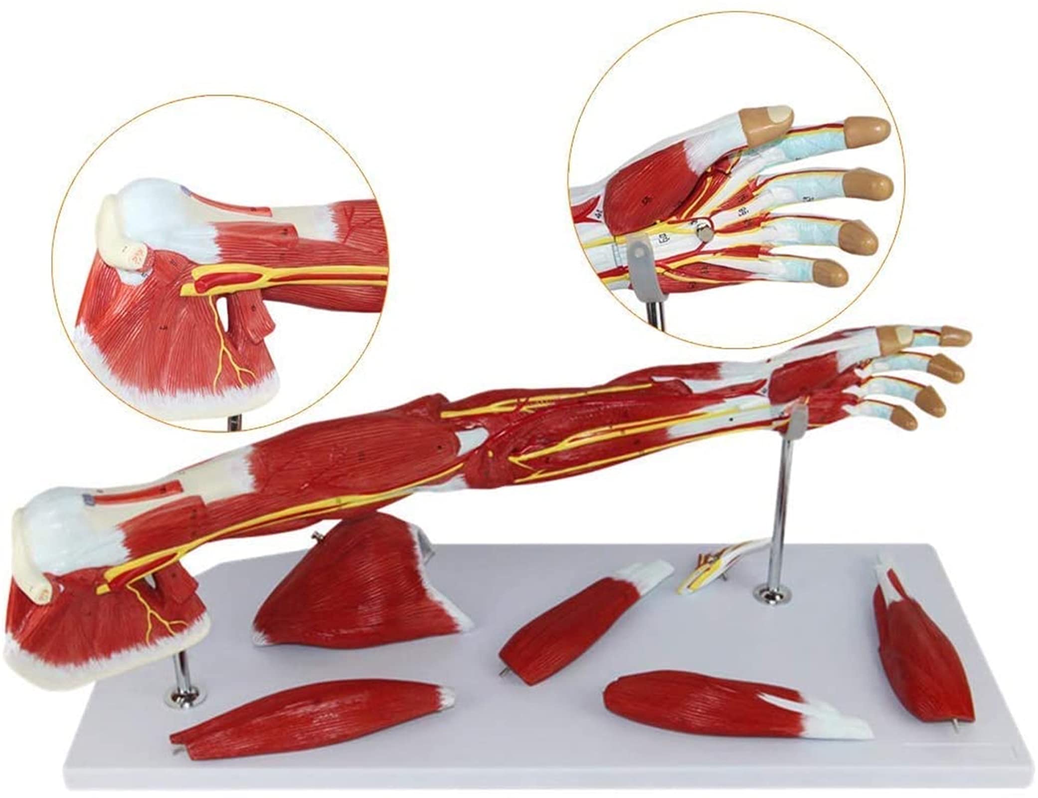 Buy FGDSA Body Model Educational Model Upper Limb Muscle Anatomical ...