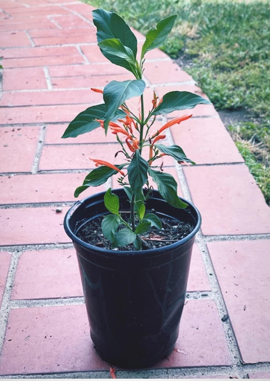 Amazon.com : MUICLE, Mexican Honey Suckle Live Plant : Patio, Lawn & Garden