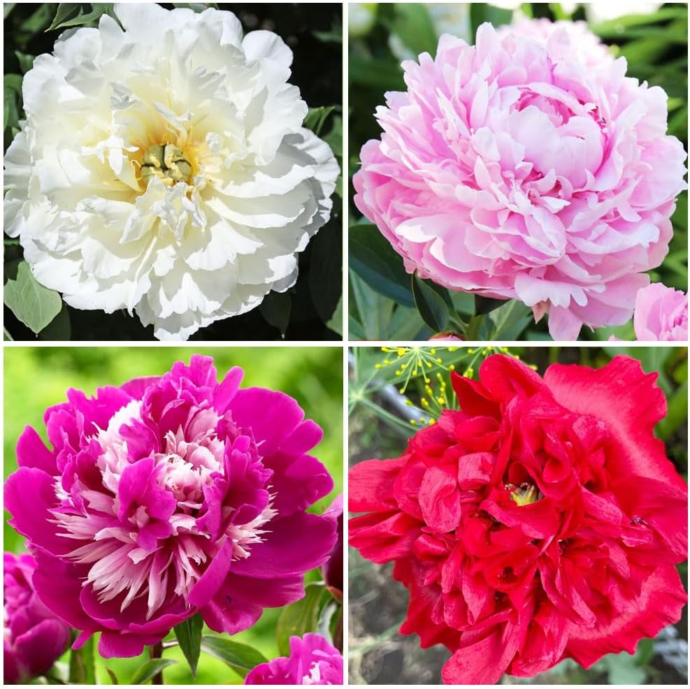 Amazon.com : 100+Mixed Peonies Seeds for Planting Outdoor- Peony Flower ...