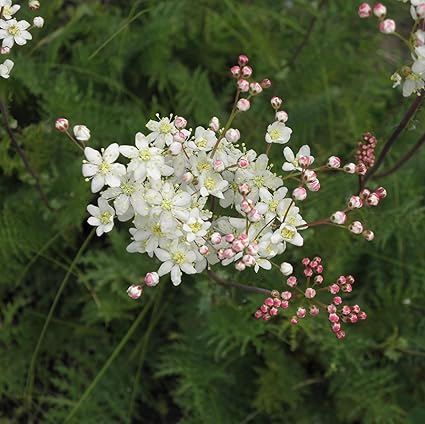 Amazon.com : CHUXAY GARDEN 30 Seeds Filipendula Vulgaris,Dropwort,Fern ...