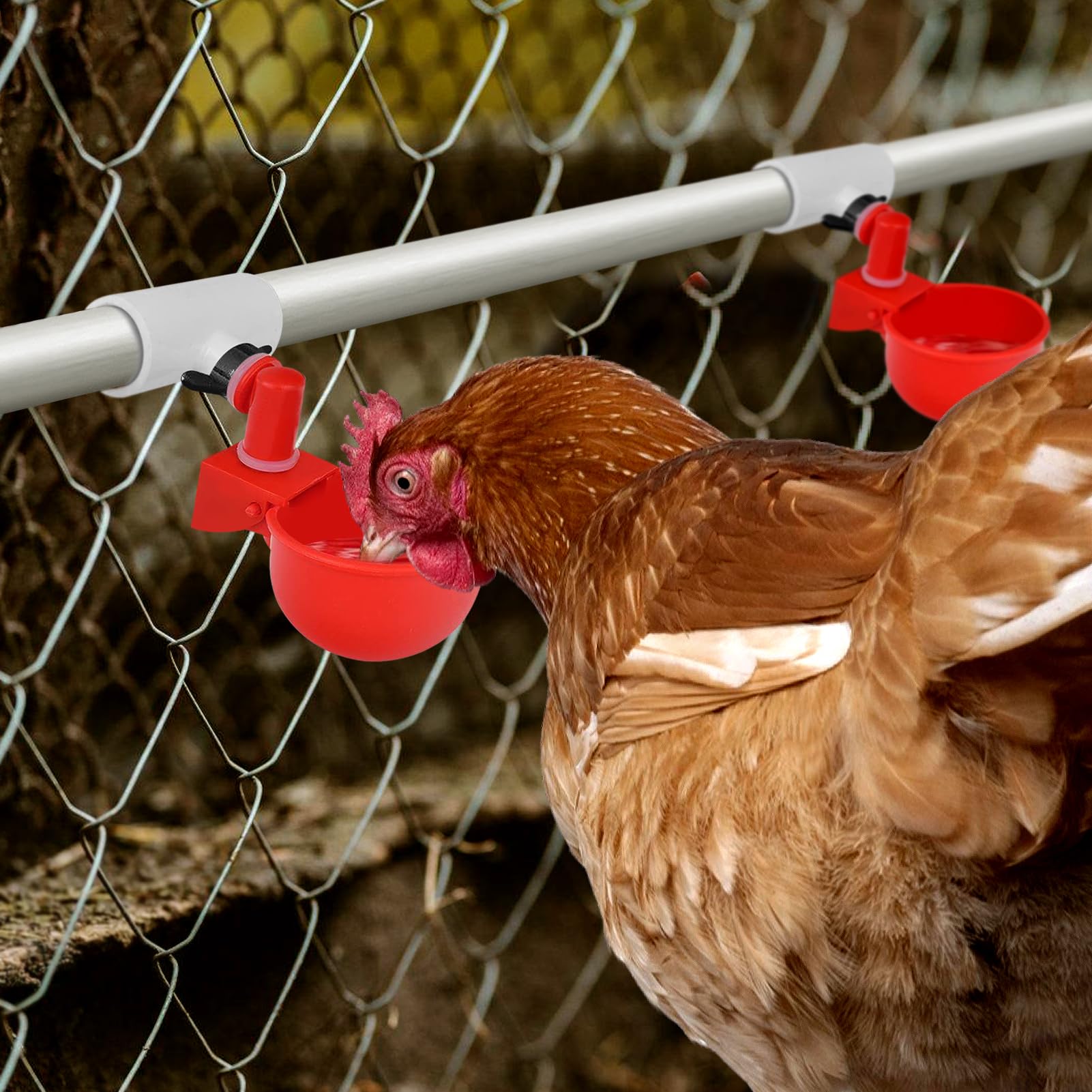 Self Watering System For Chickens