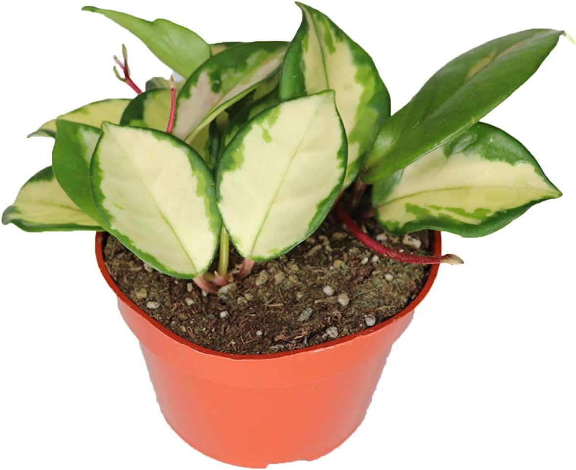 Amazon.com: Hoya Polyneura Fishtail (Mermaid Tail) - 2" from California ...