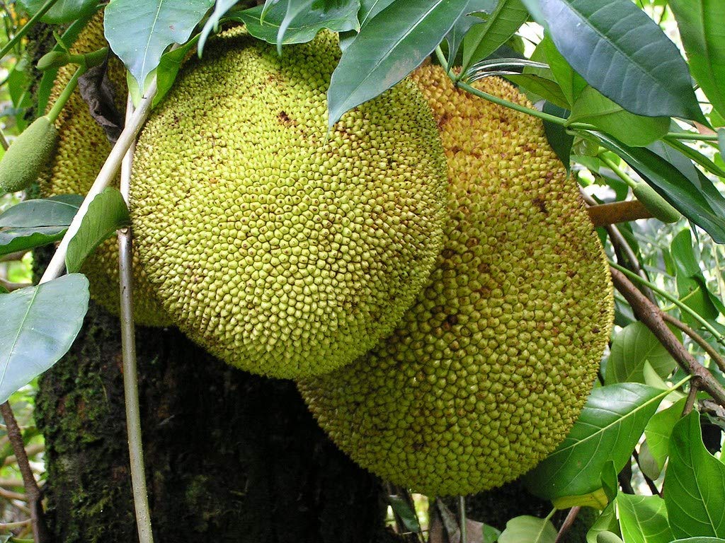 Arlo Fruit Plant Seeds - " Red Bartlett "Jackfruit, jakka Fruit Seeds ...
