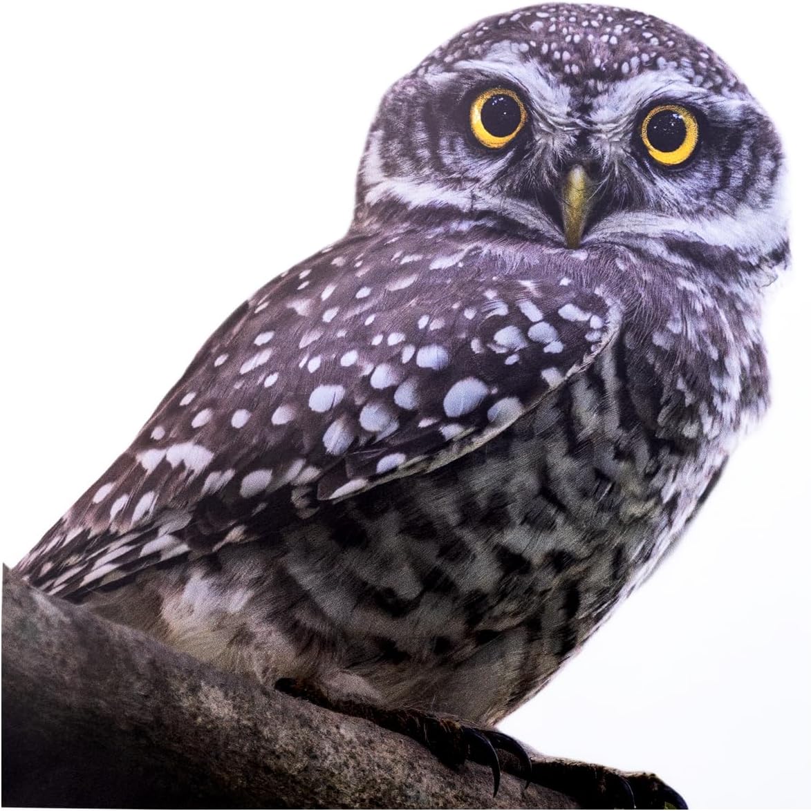 Amazon.com: ROLY BEE 8.2 x 8.2-inch Realistic Owl Removable Vinyl ...